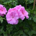 Boutique | Delacroix Fleurs