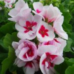 Boutique | Delacroix Fleurs