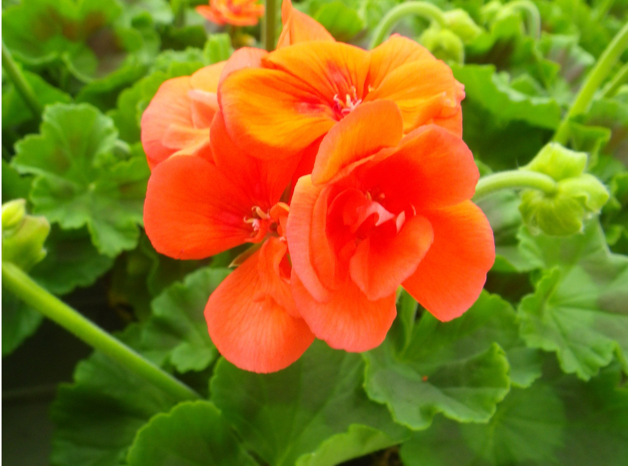 Géranium Zonal Orange B10 | Delacroix Fleurs