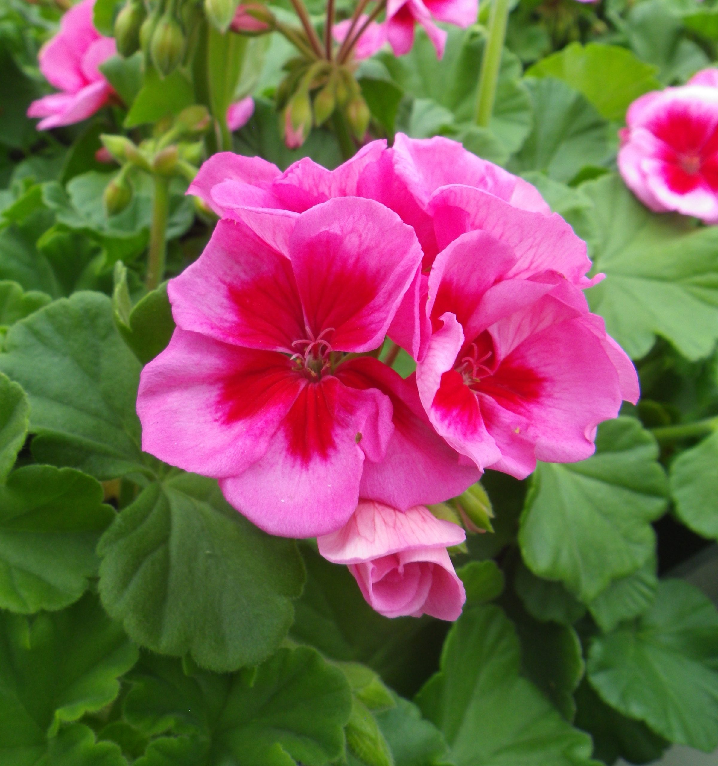 Géranium Zonal Rose à Macule Foncé B10 | Delacroix Fleurs