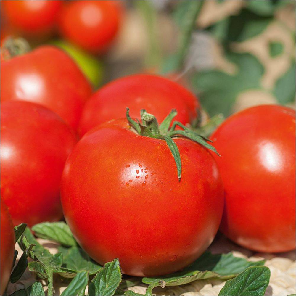 Tomate Variété Pyros F1 Barquette de 6 plants | Delacroix Fleurs